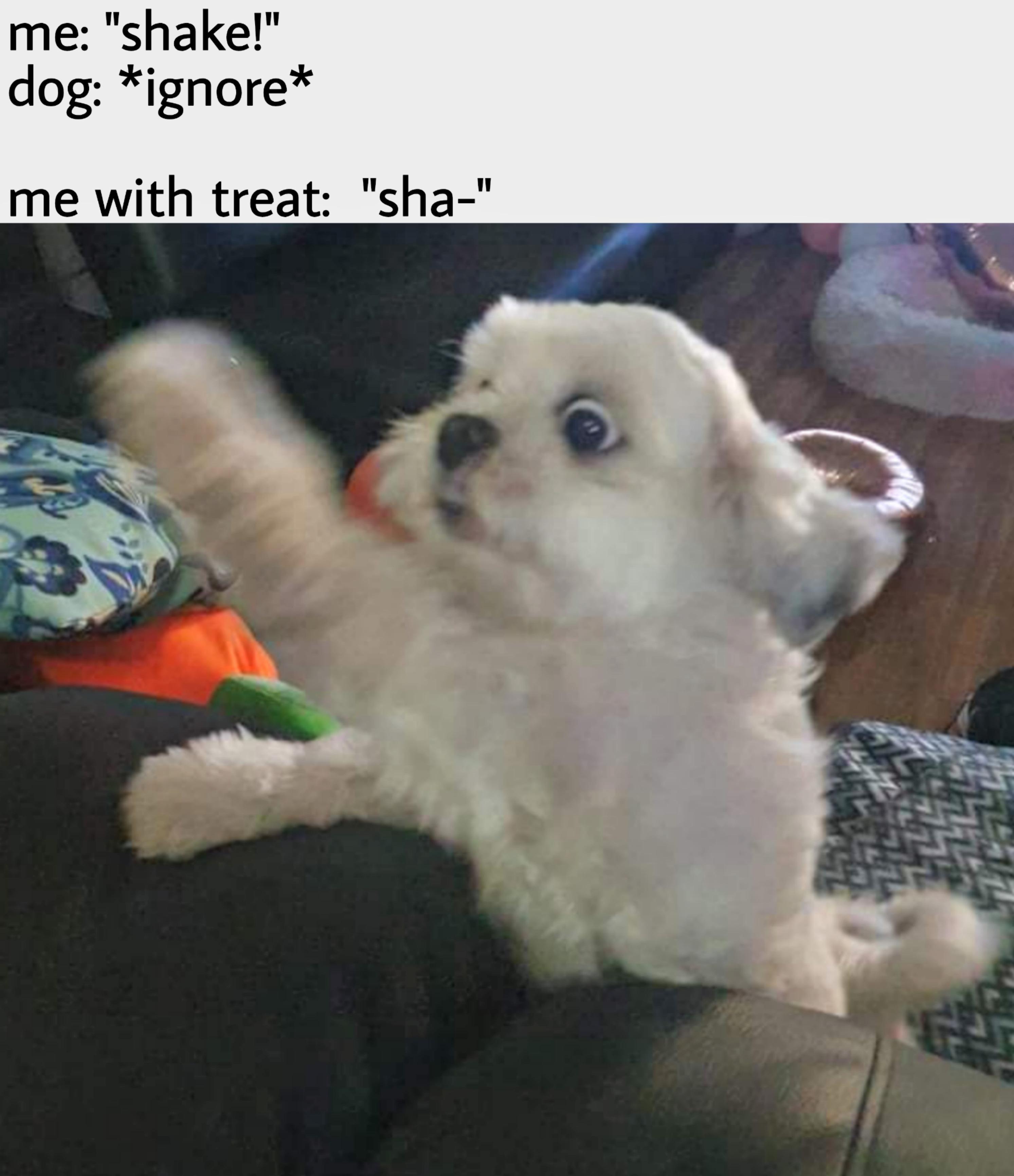 She only responds to positive reinforcement | /r/wholesomememes ...