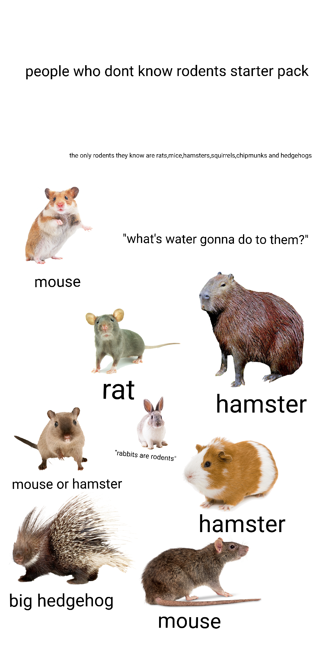 people who do not know rodents starterpack | /r/starterpacks | Starter ...