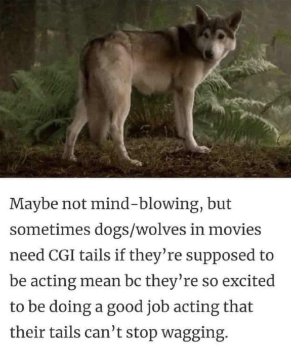 Overexcited Wolfie | Know Your Meme