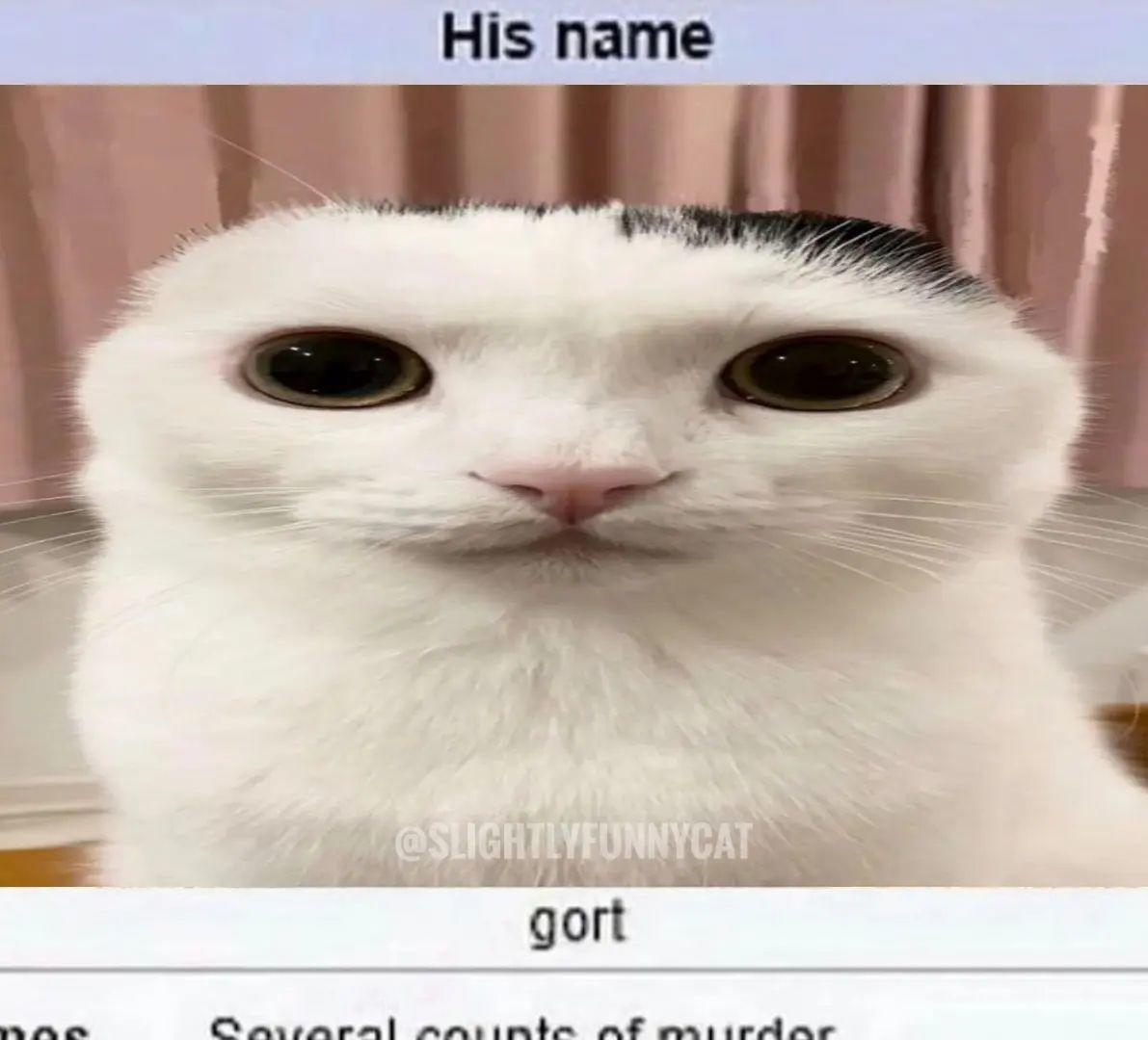 cat gort | His Name Gort | Know Your Meme