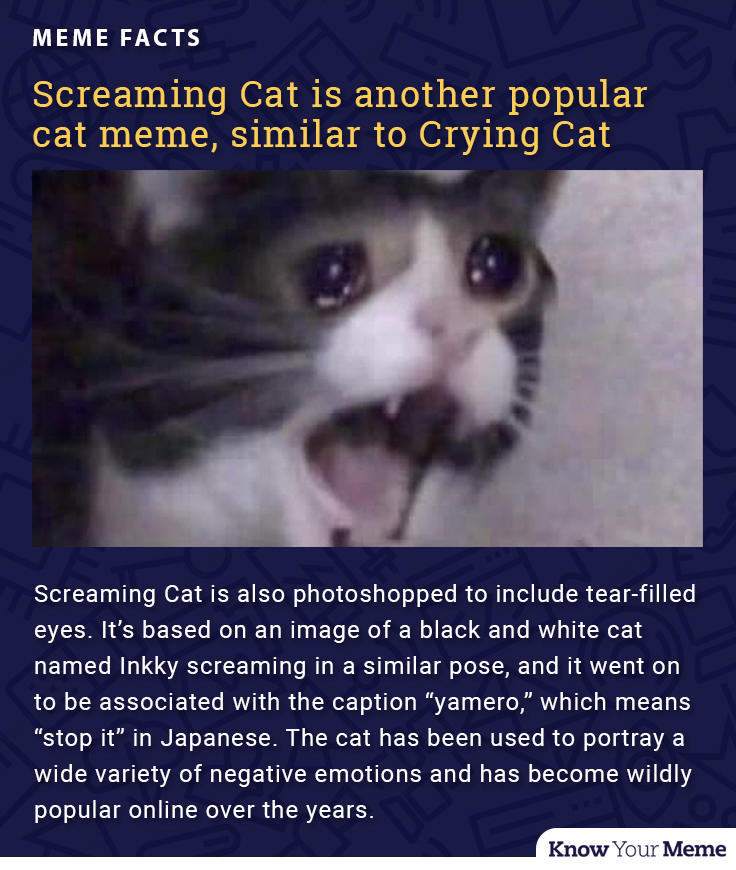Screaming Cat | Know Your Meme