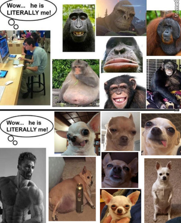 Chihuahua Connoisseur GigaChad | GigaChad | Know Your Meme