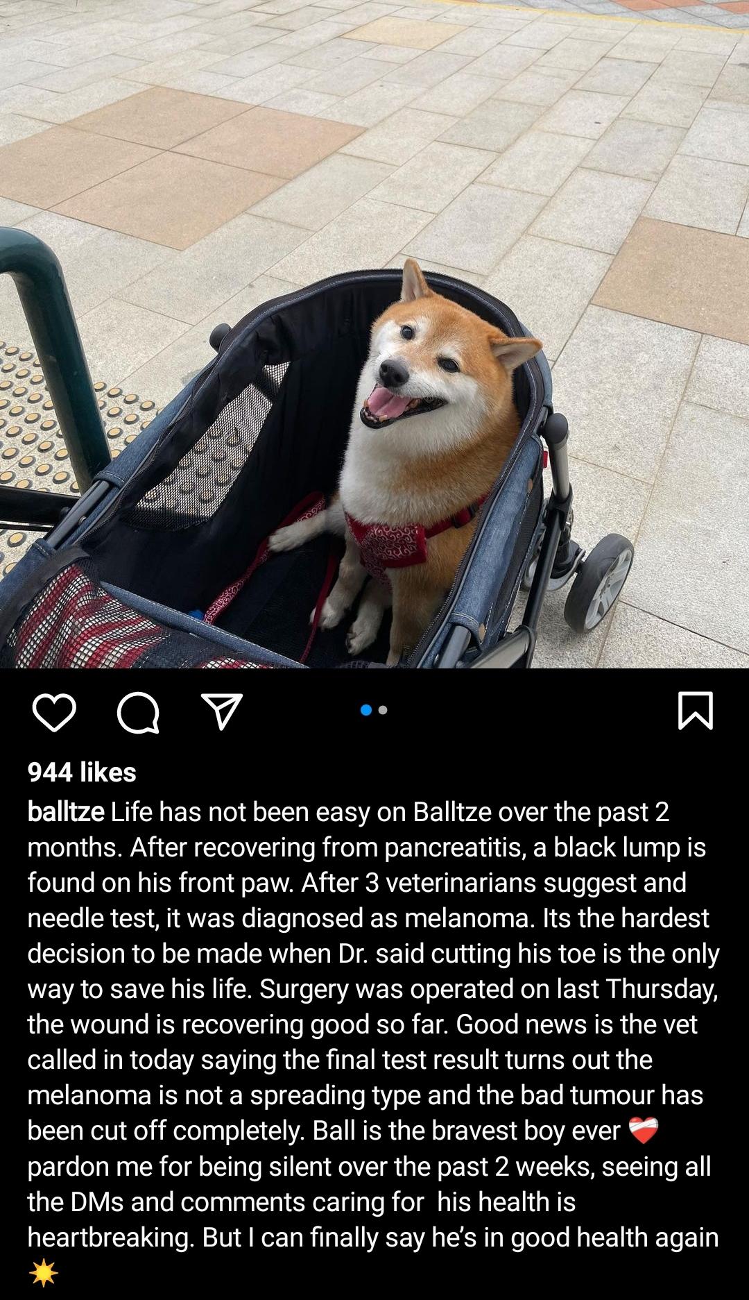 Cheems beat cancer!!!! | /r/dogelore | Ironic Doge Memes | Know Your Meme