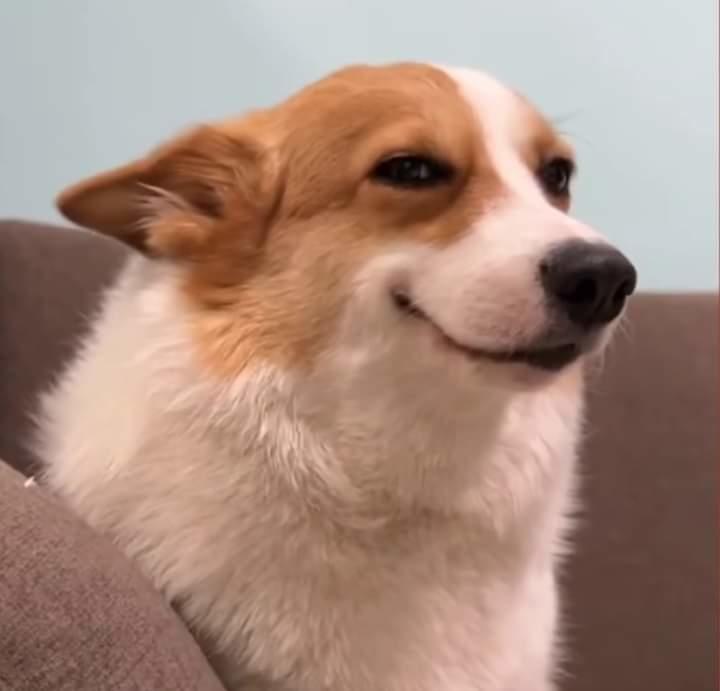 Invest in smug cute doge.. | /r/MemeEconomy | Know Your Meme