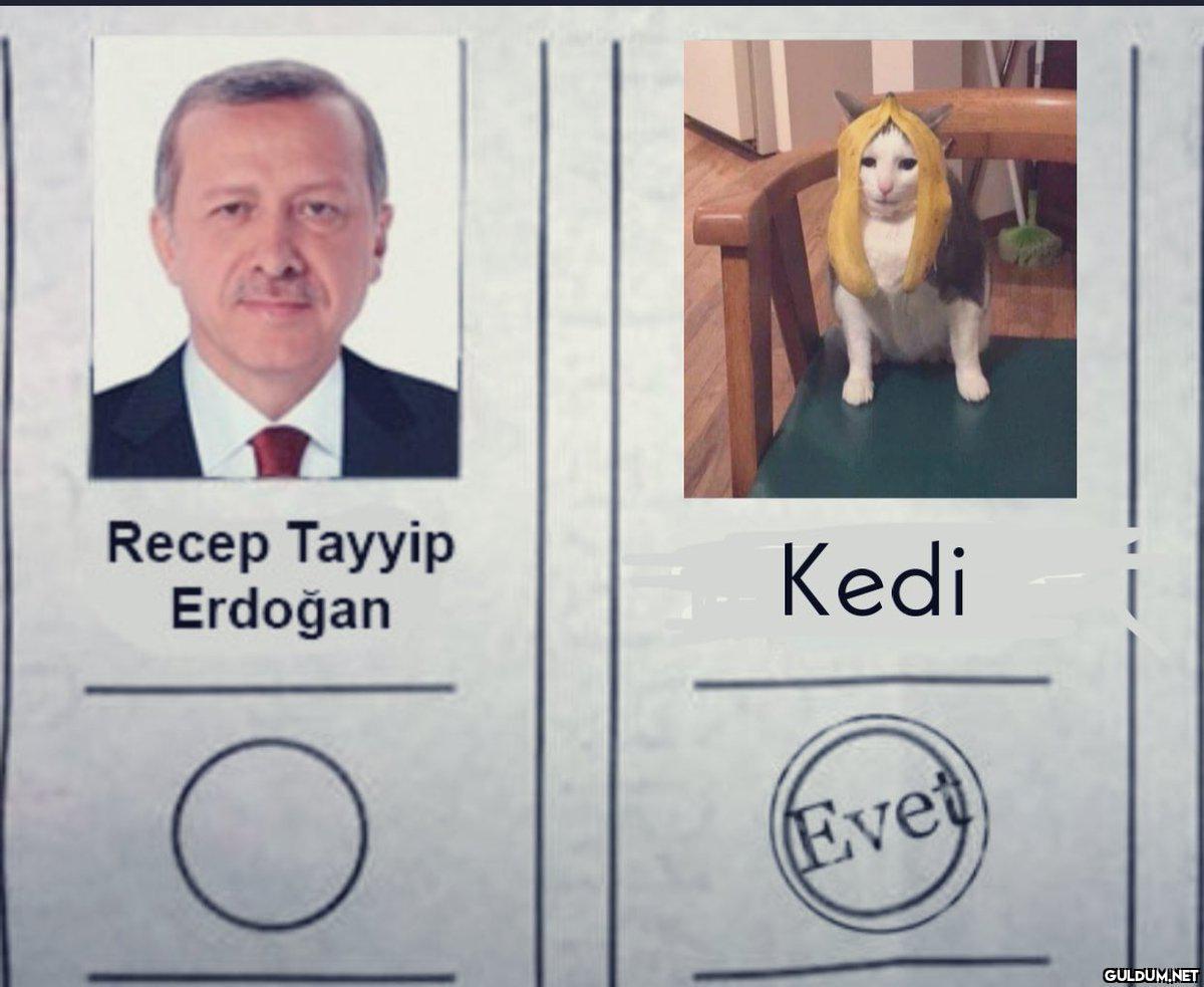 Kedi | Know Your Meme