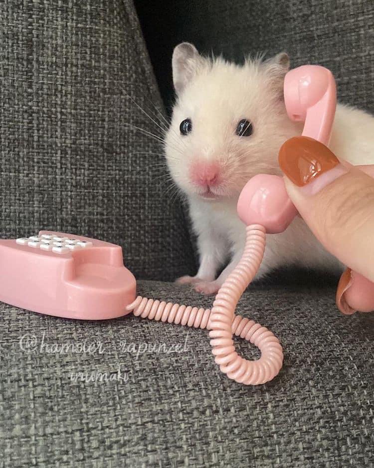 Calling Line Mouse | Animals | Know Your Meme