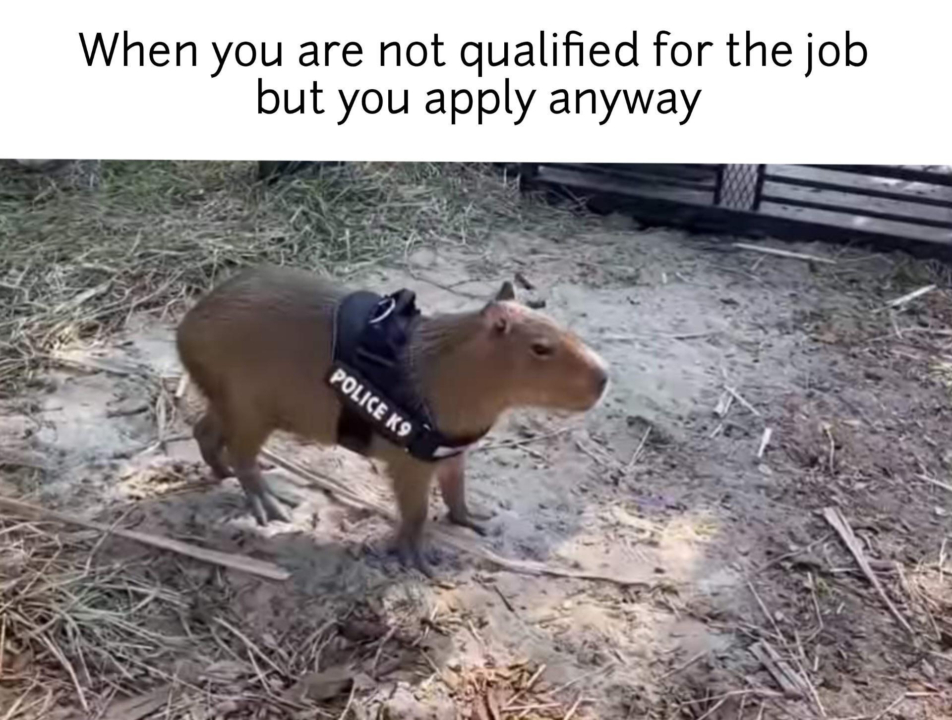 Police capybara | /r/memes | Know Your Meme