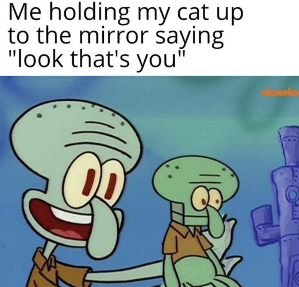 Look Cat It's You | SpongeBob SquarePants | Know Your Meme