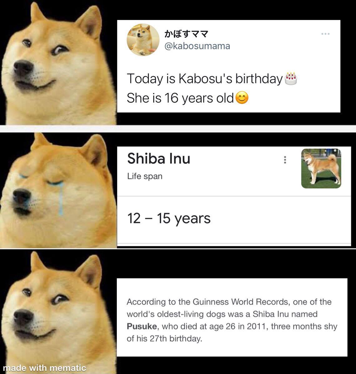 Our favorite wacky Dog is living past her average life span. May she ...