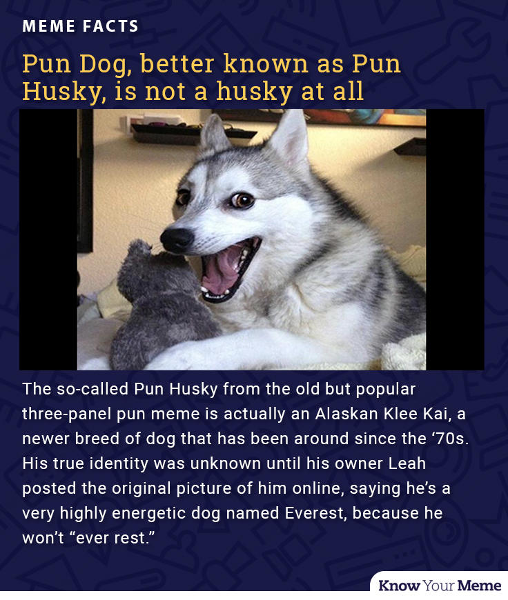 Pun Dog | Know Your Meme