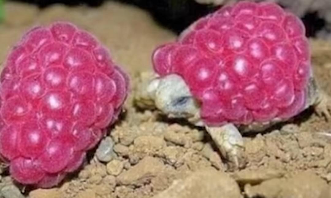 A little turtle wearing a raspberry | /r/wholesomememes | Wholesome ...