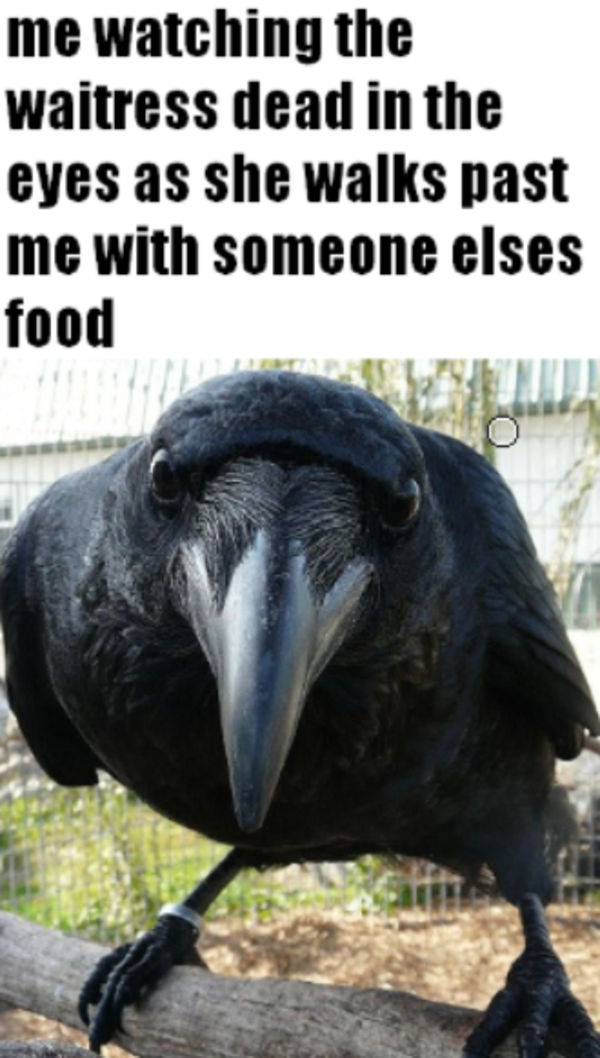 why do they always do that | /r/memes | Crow of Judgement | Know Your Meme