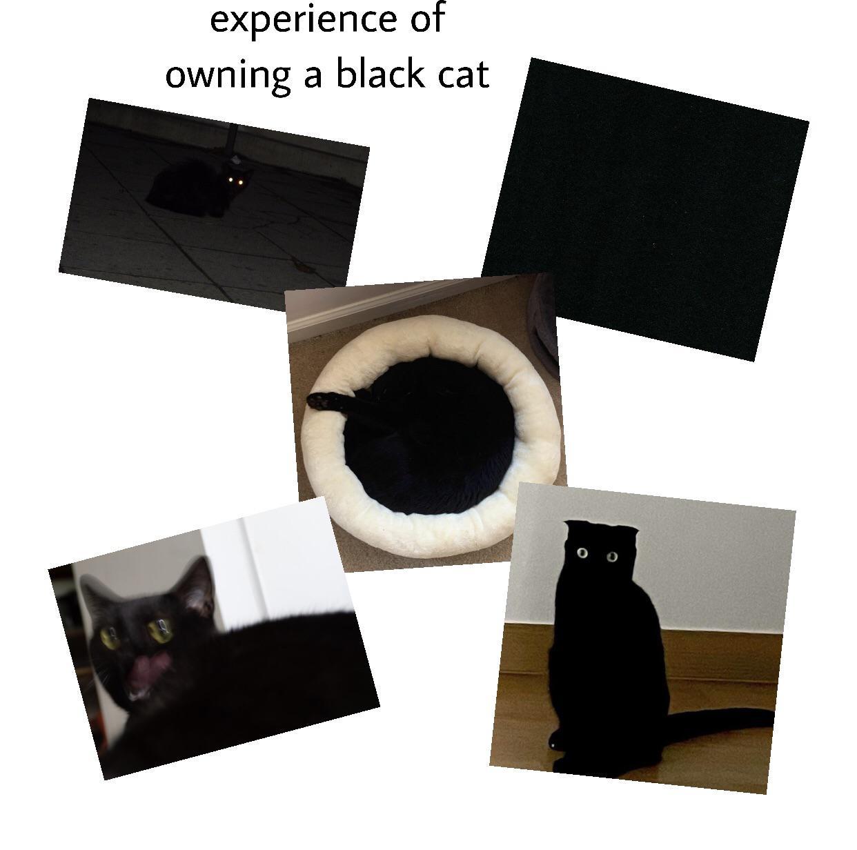 having a black cat starter pack | /r/starterpacks | Starter Packs ...