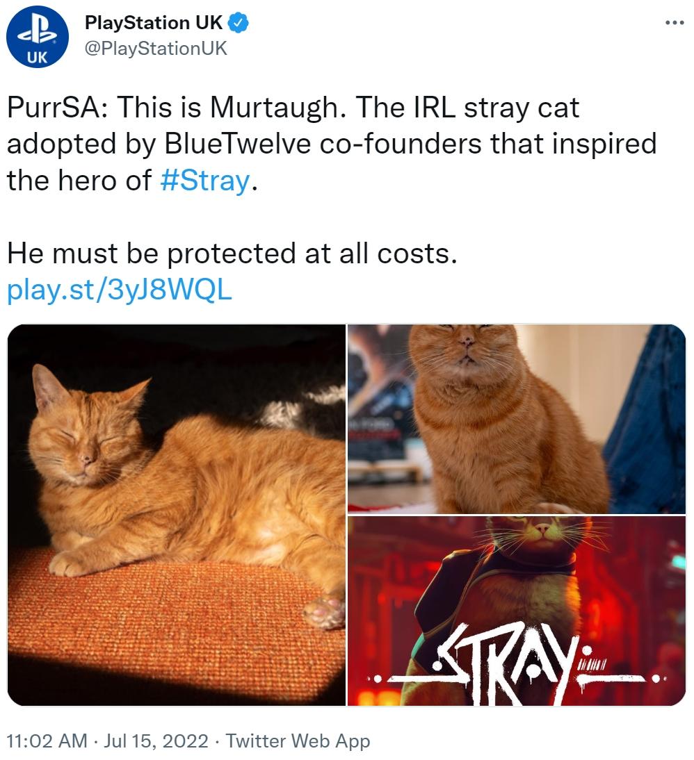 Murtaugh, Stray Cat IRL | Stray (Video Game) | Know Your Meme