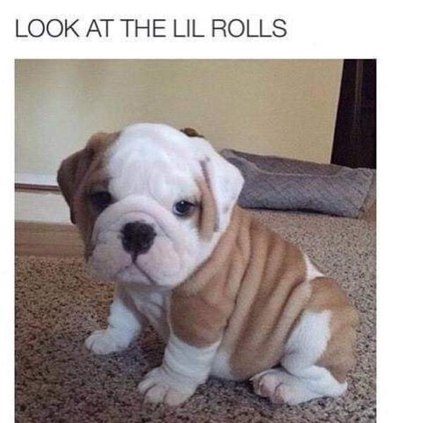 He's a chub chub | /r/wholesomememes | Wholesome Memes | Know Your Meme