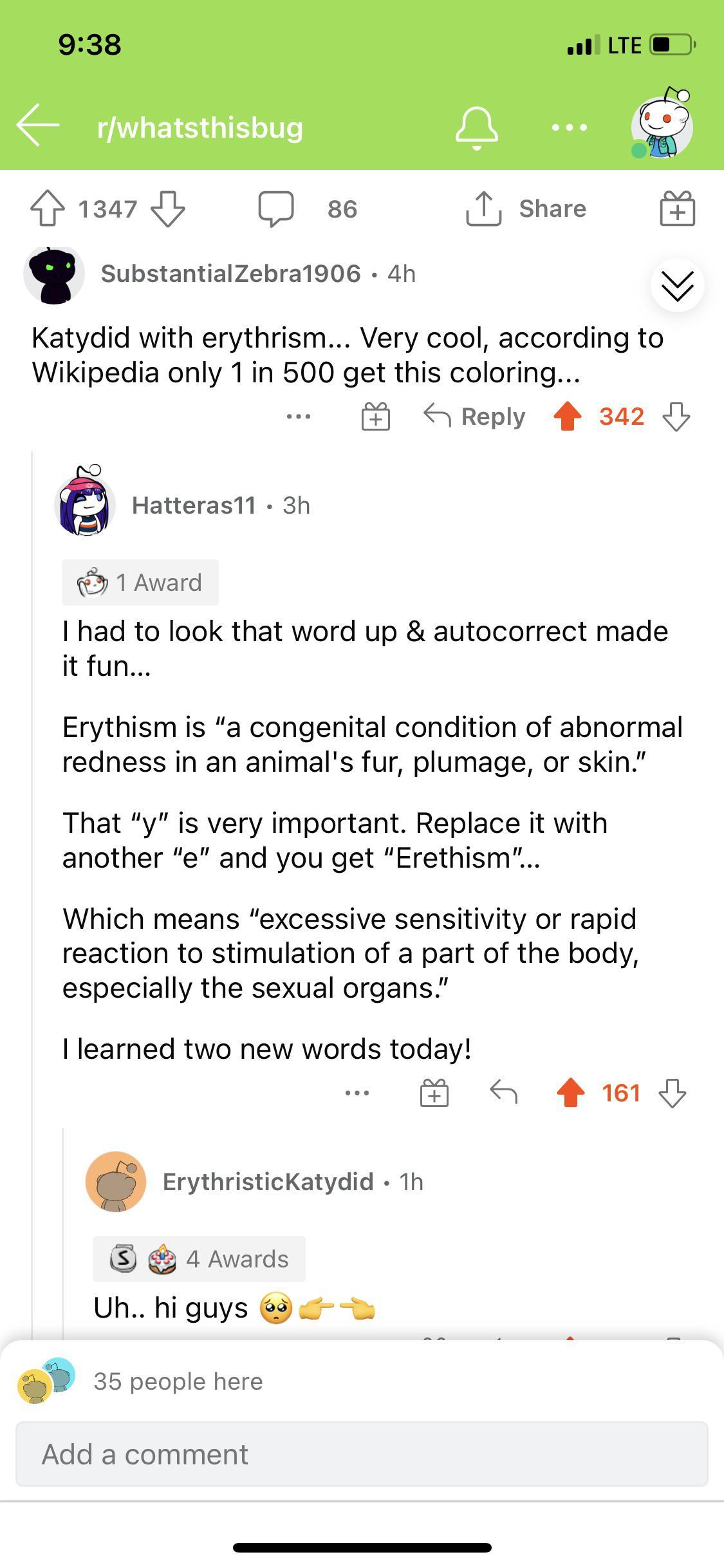 Katydid with erythism shows up | /r/beetlejuicing/ | Beetlejuicing ...