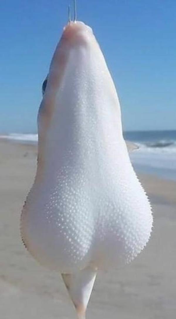 balls fish | /r/okbuddyretard | OkBuddyRetard | Know Your Meme