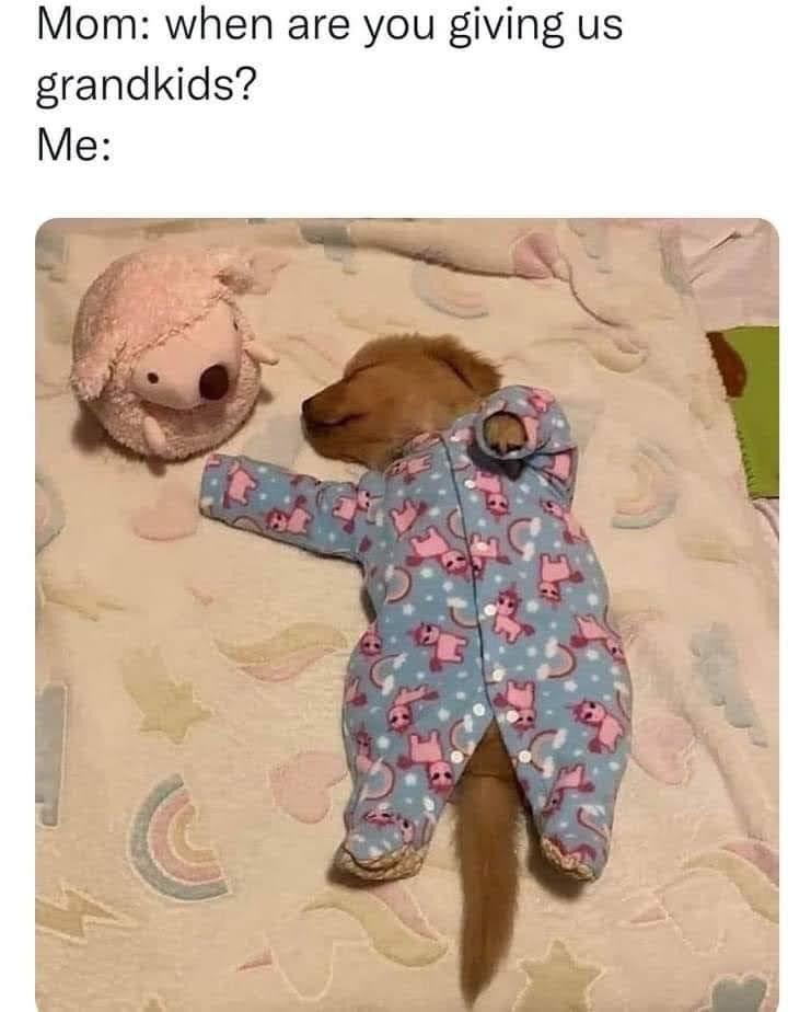 They’ve been hounding me | /r/wholesomememes | Wholesome Memes | Know ...