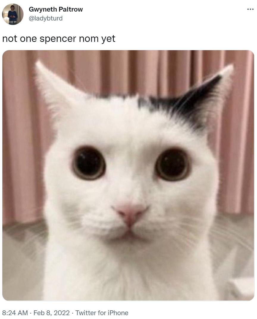 not one spencer nom yet | Alien Cat | Know Your Meme