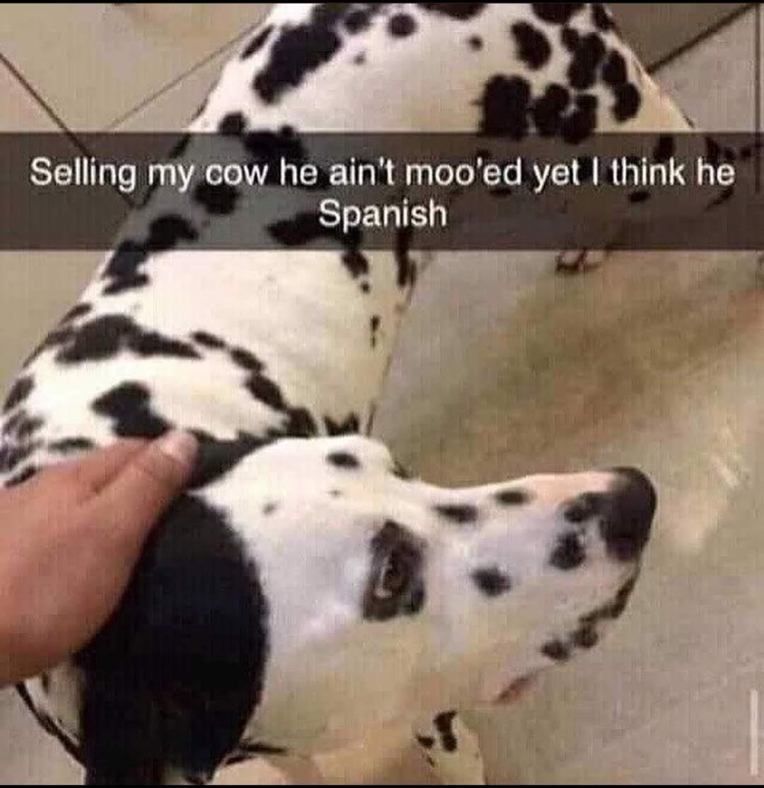 He Spanish r wholesomememes Wholesome Memes Know Your Meme he-spanish-r-wholesomememes-wholesome-memes-know-your-meme