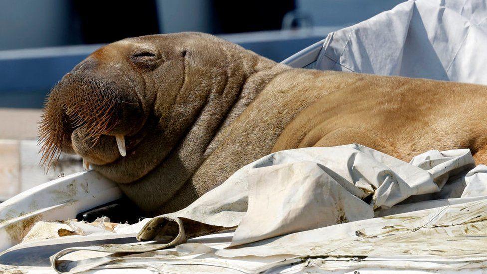 Dozing | Freya the Walrus | Know Your Meme
