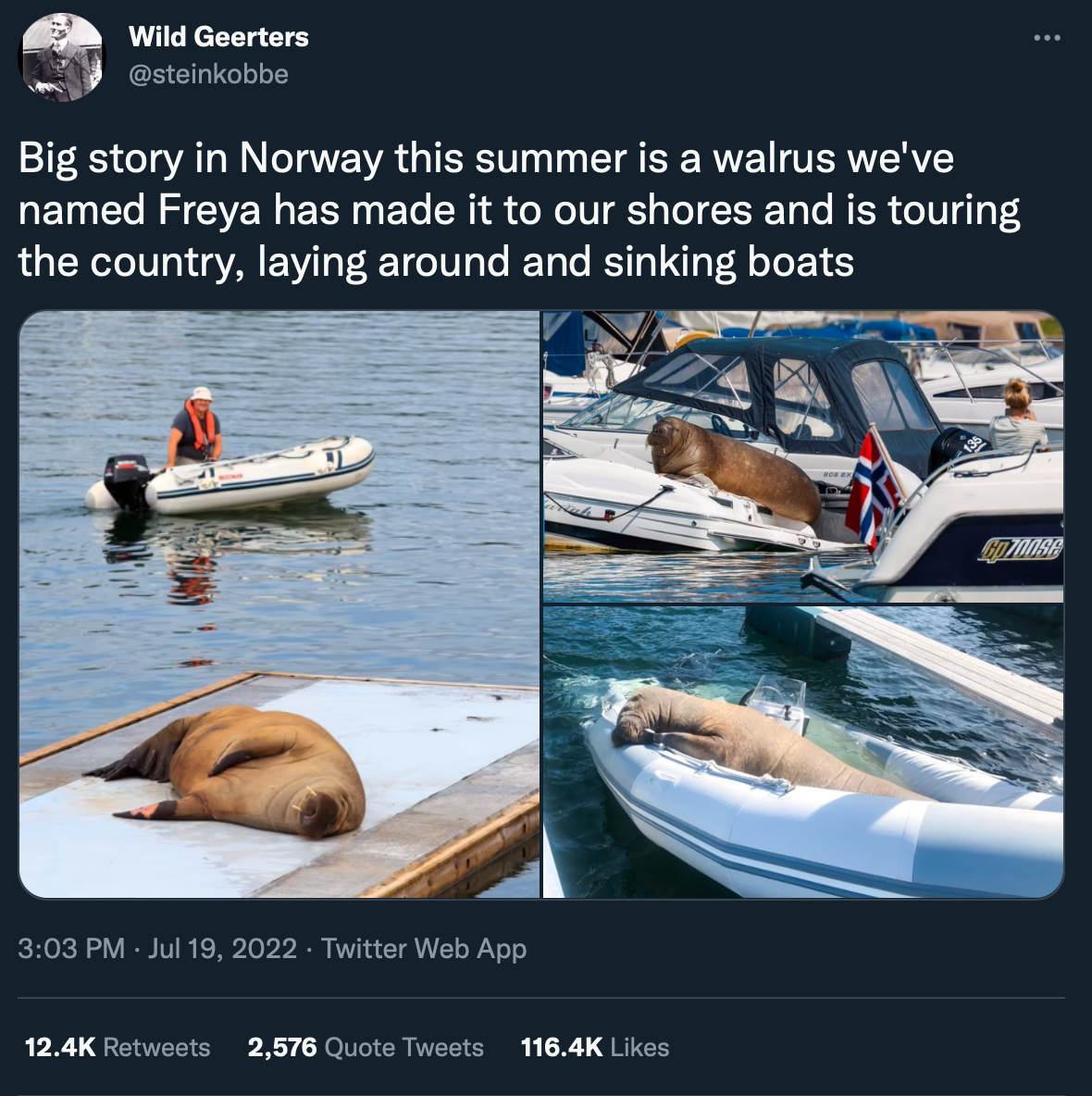 Big Story in Norway This Summer | Freya the Walrus | Know Your Meme
