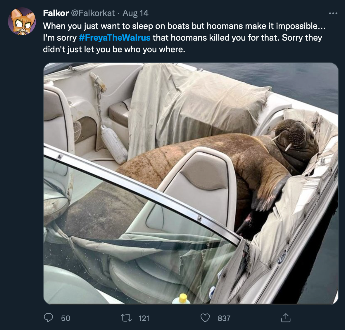 Boat Nap | Freya the Walrus | Know Your Meme