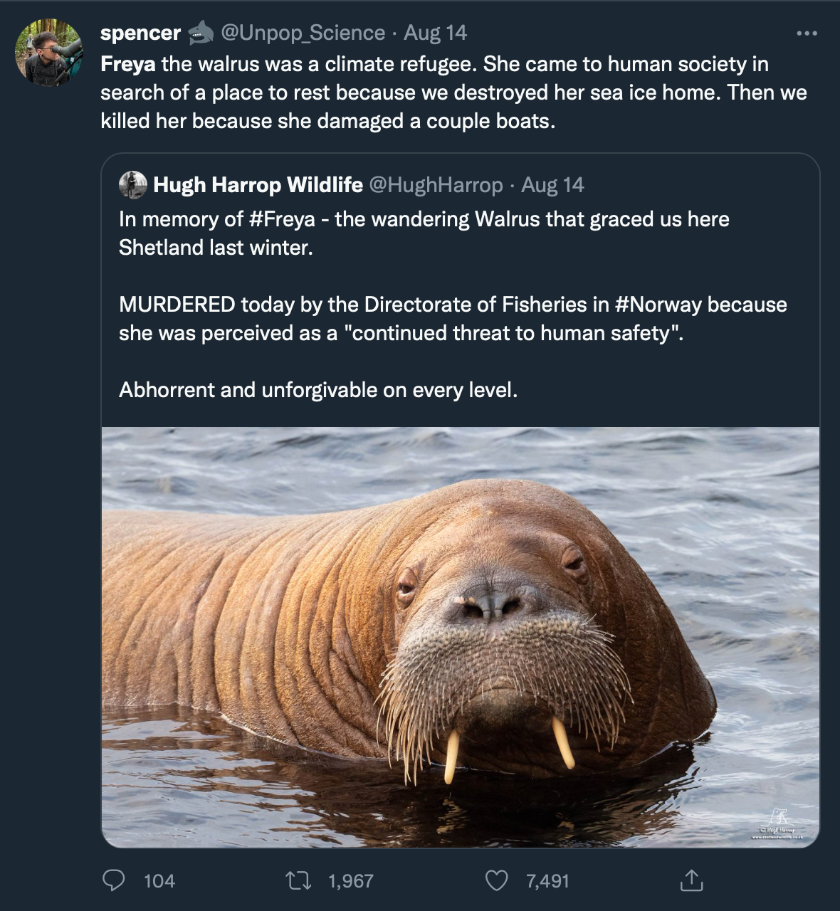 Climate Refugee | Freya the Walrus | Know Your Meme