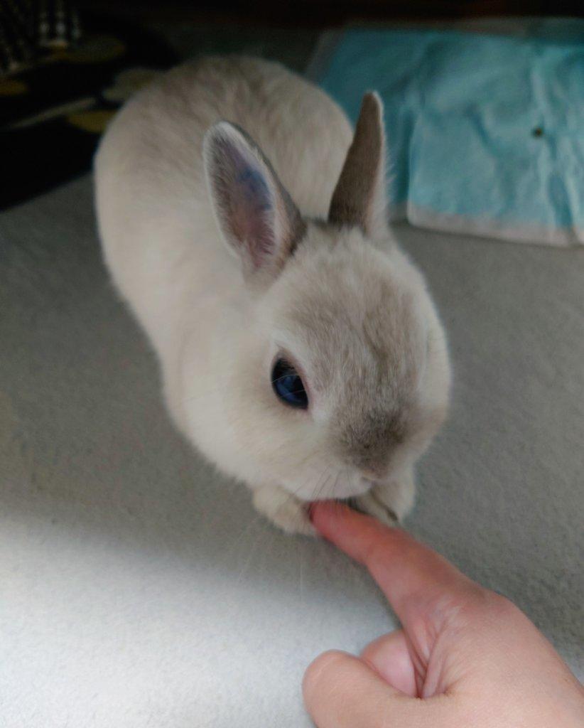 Poke the bun | Rabbits | Know Your Meme