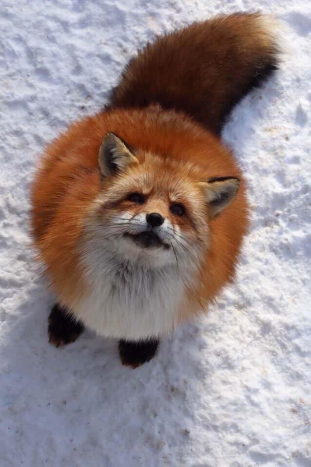 Round fox | Foxes | Know Your Meme