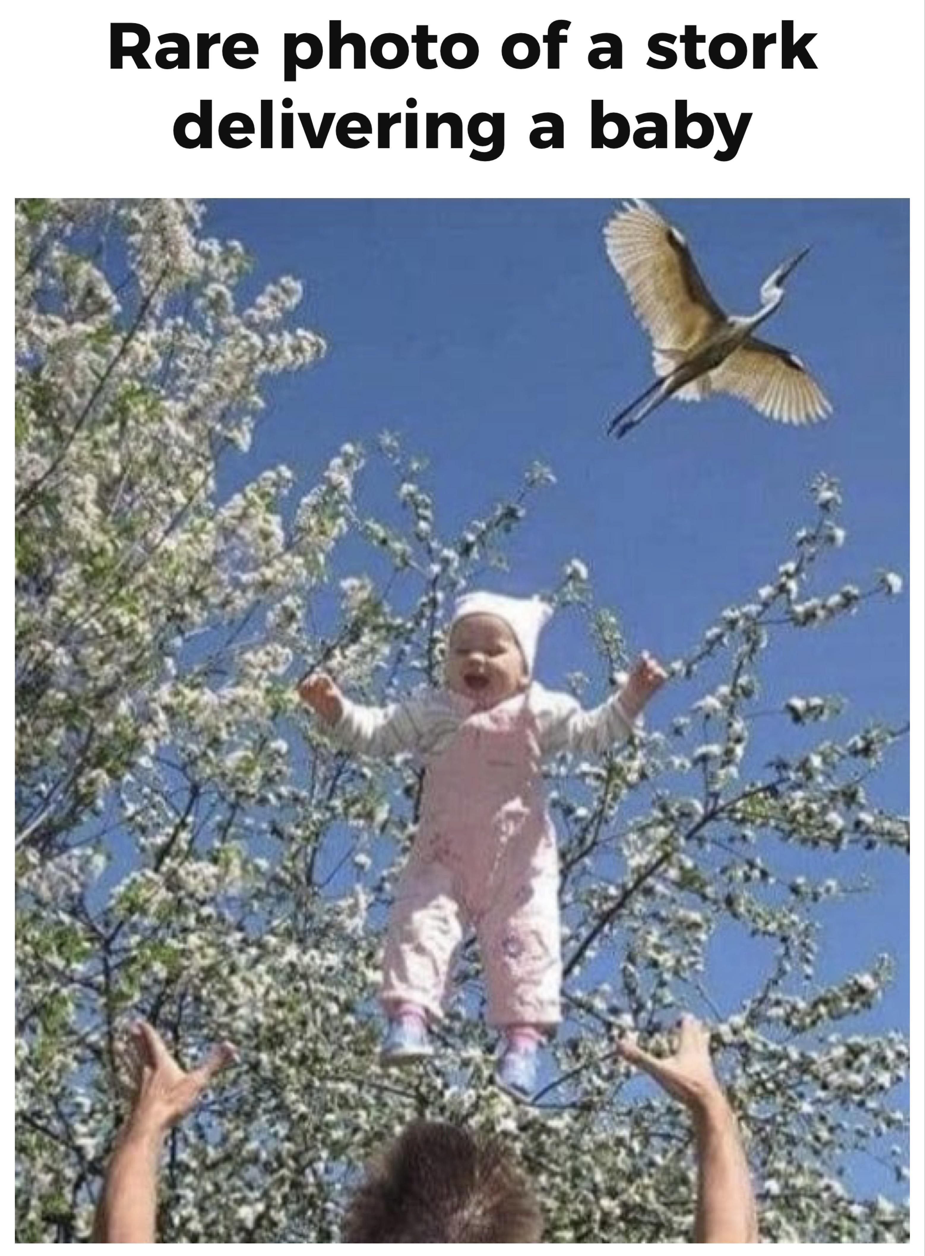 Babies usually know it is time to be born when they run out of womb ...