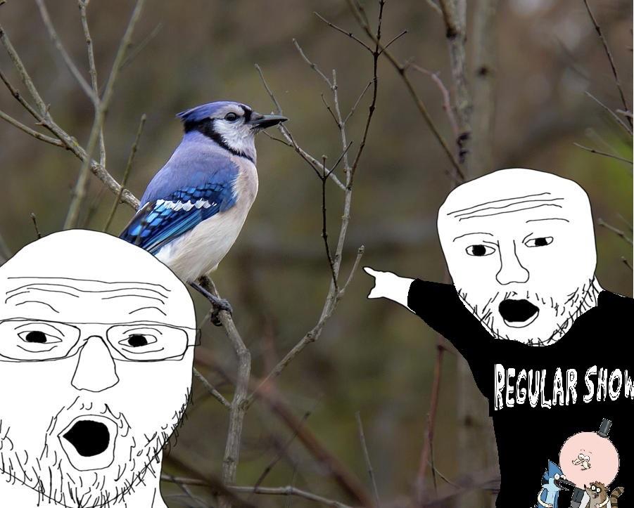 Regular Show Fans when they see a Blue Jay | Two Soyjaks Pointing ...