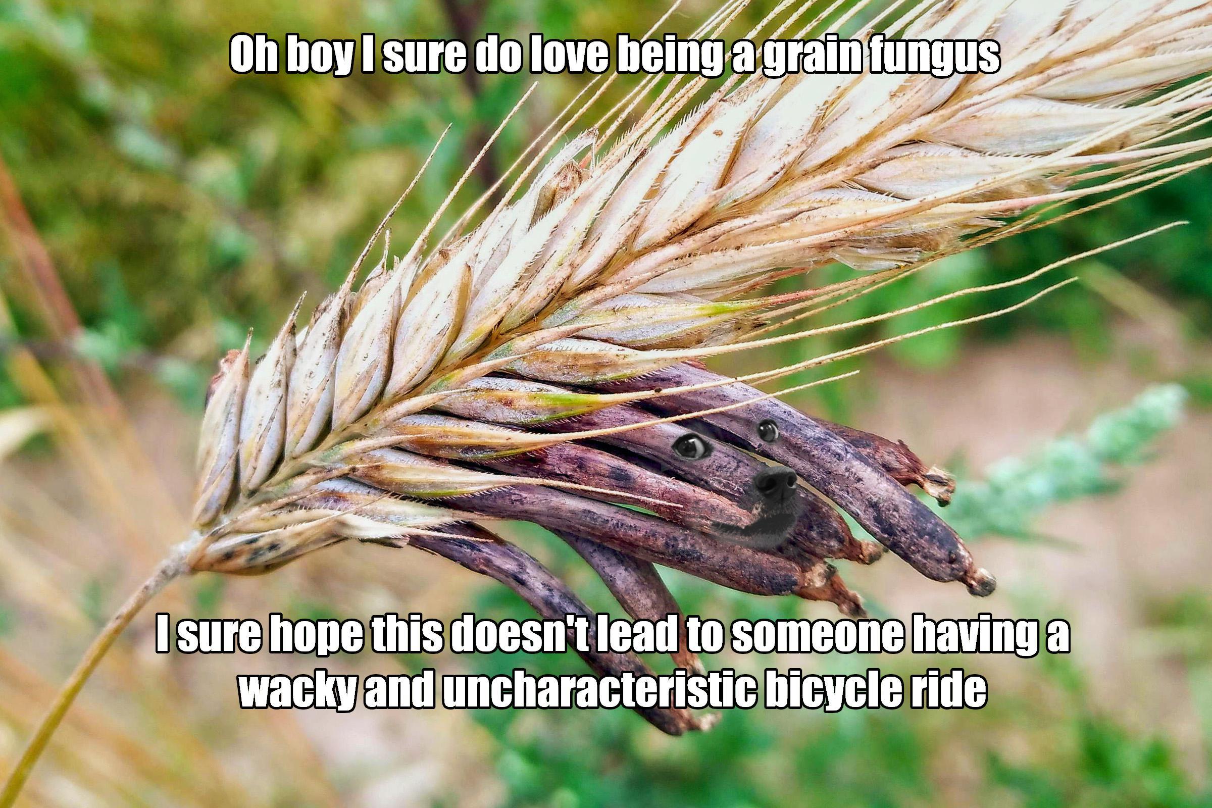 Ergot And Le Several Derivatives Have Arrived | /r/dogelore | Ironic Doge Memes | Know Your Meme