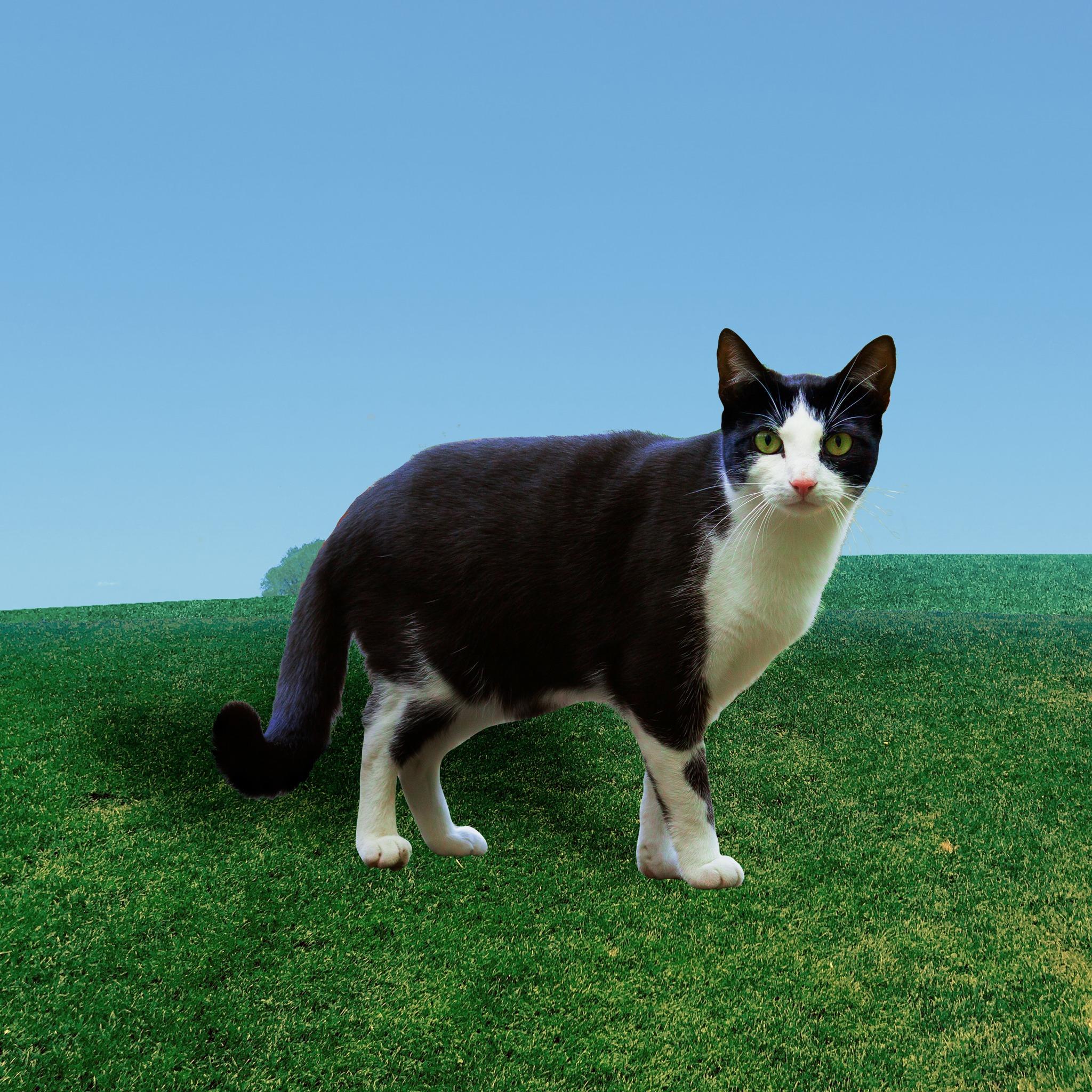 Atom Heart Mother Cat Version | Cats | Know Your Meme
