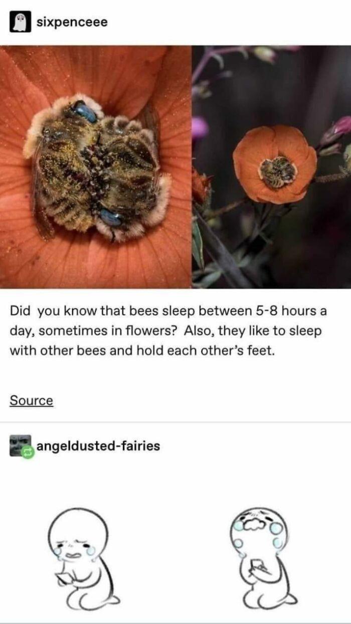Bees are a gift to this world and we truly do not deserve them | /r ...