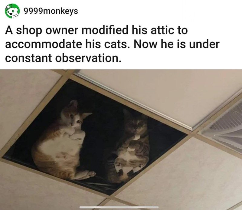 they are under high observation | /r/wholesomememes | Wholesome Memes ...