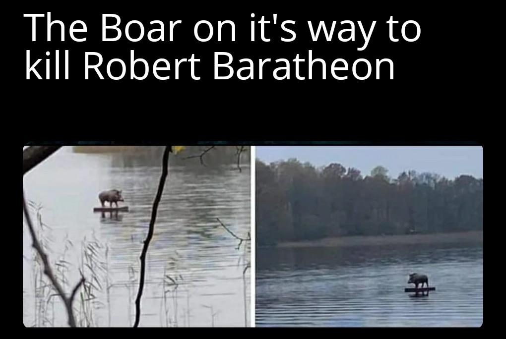 Boar of vengeance, the kingdom destroyer. | /r/FreeFolk | /r/freefolk ...