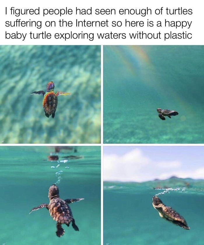 happy turtle | /r/wholesomememes | Wholesome Memes | Know Your Meme