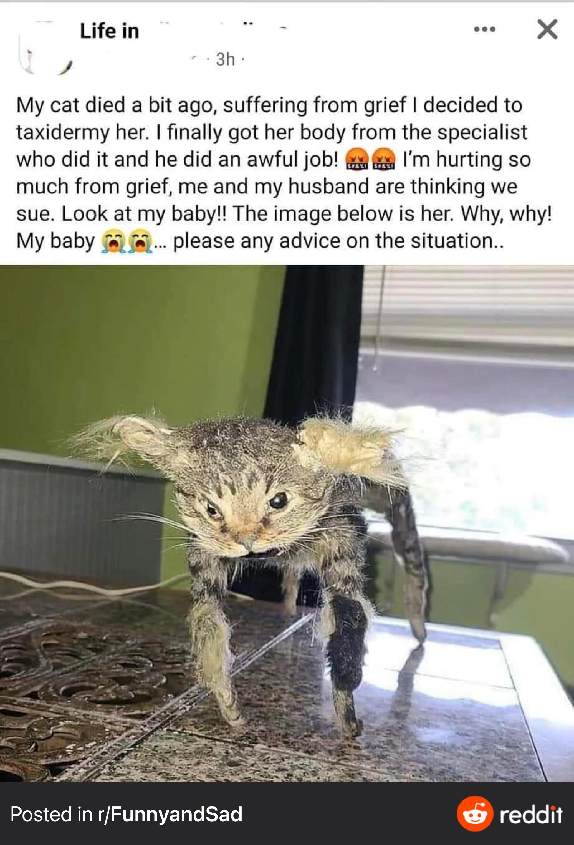 This lady's cat | FAIL / Epic Fail | Know Your Meme