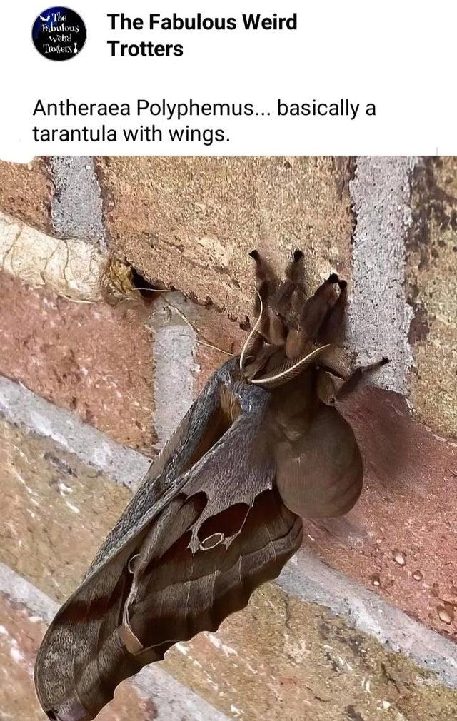 And Another Tarantula | Know Your Meme