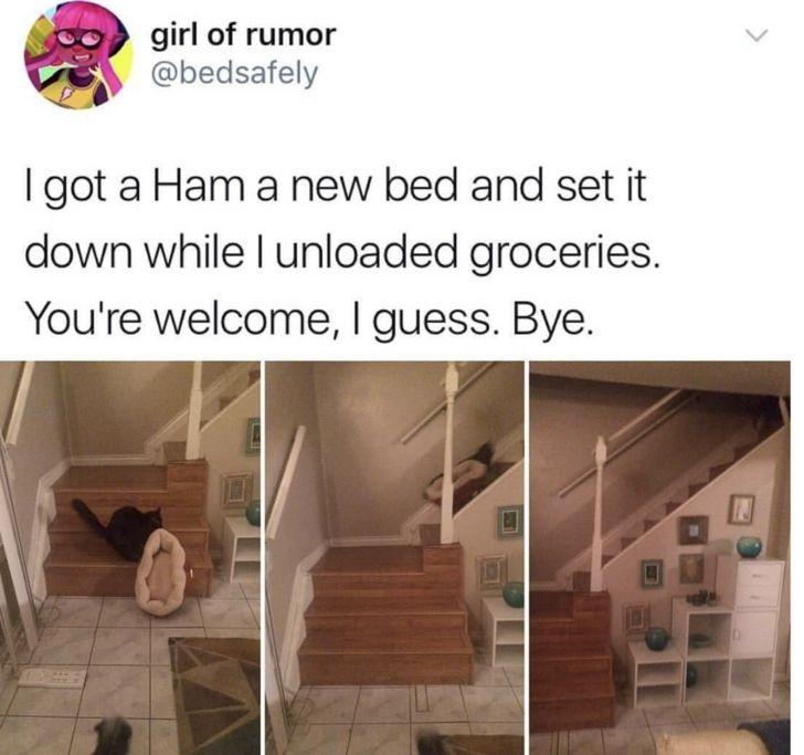 Ham definitely loves it | /r/wholesomememes | Wholesome Memes | Know ...