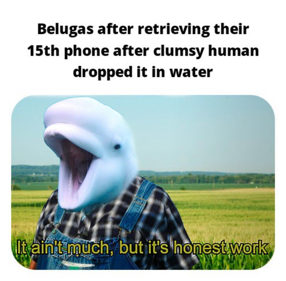 I love Belugas | /r/wholesomememes | Wholesome Memes | Know Your Meme