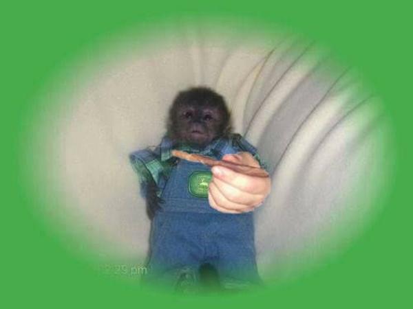 Small Monkey John Deere Overalls Holding Blunt | Small Monkey In John ...