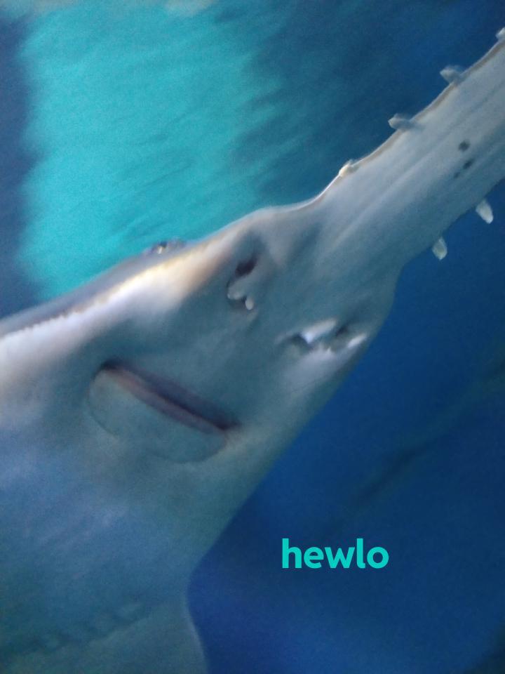 Yesterday I Went To The Aquarium With My Gf And This Is My Favourite
