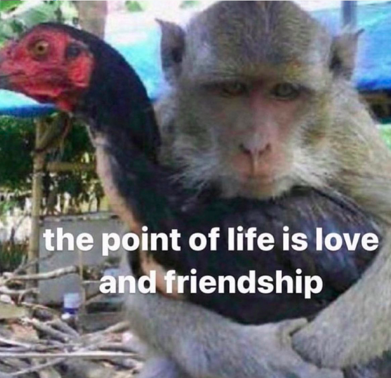 Monkey and Rooster Love | Wholesome Memes | Know Your Meme
