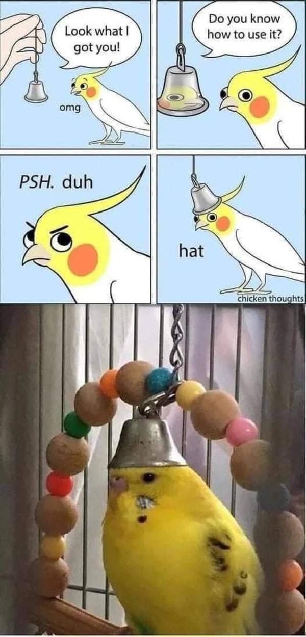 Birb hat | /r/memes | Parrots | Know Your Meme