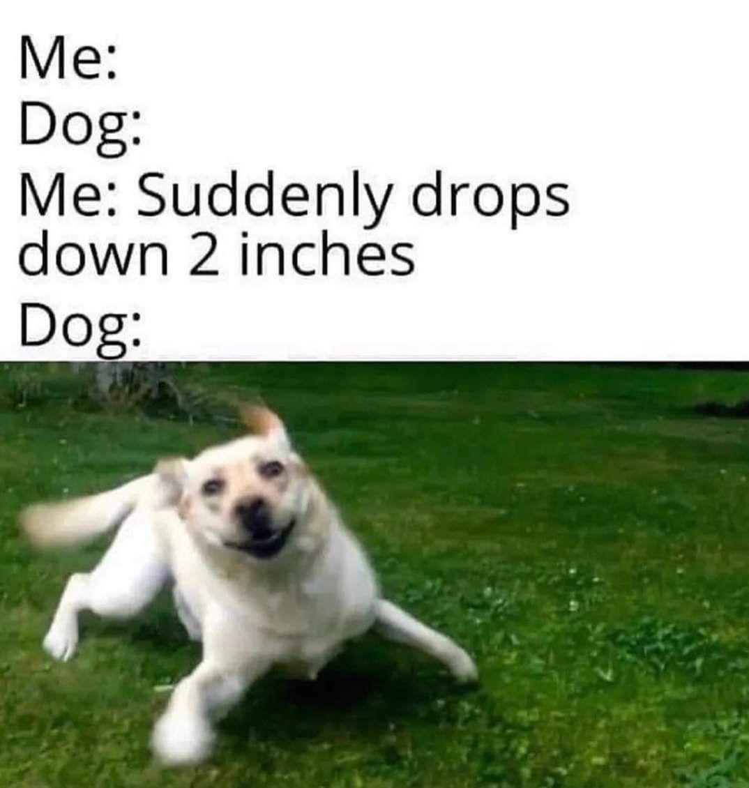 What a playful guy. | /r/wholesomememes | Wholesome Memes | Know Your Meme