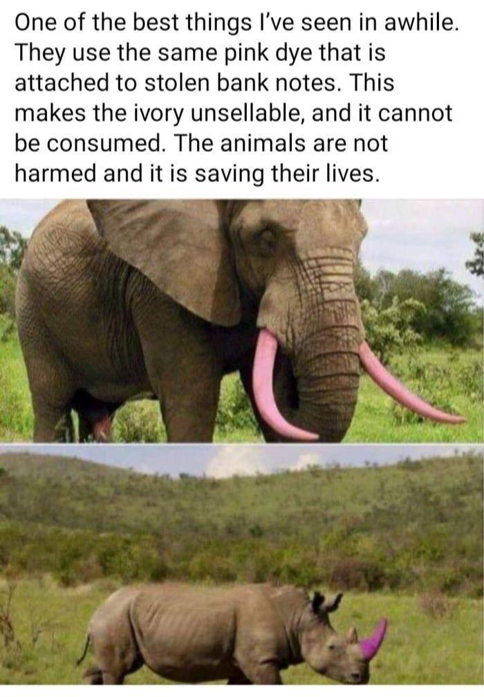 Great initiative | /r/wholesomememes | Wholesome Memes | Know Your Meme