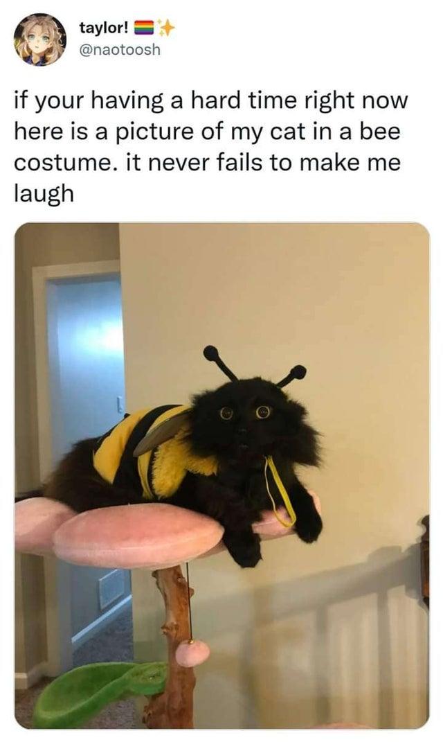 Cat in a bee costume | Cats | Know Your Meme