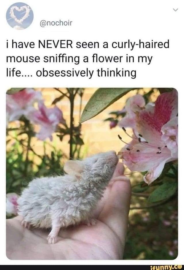 Rat smelling flower | Animals | Know Your Meme